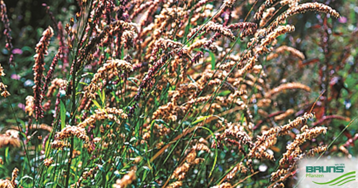Melica altissima 'Atropurpurea', Sibirisches Perlgras von Bruns Pflanzen