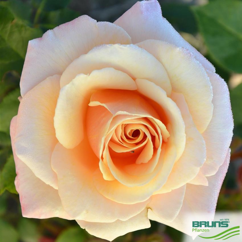 Edelrose 'Paul Ricard' (R) von Bruns Pflanzen