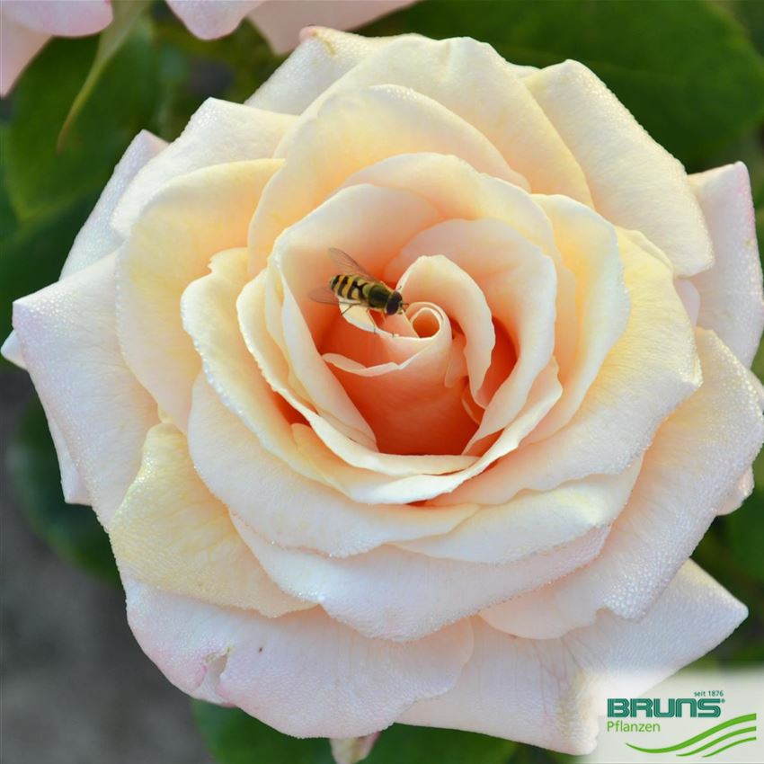Edelrose 'Paul Ricard' (R) von Bruns Pflanzen