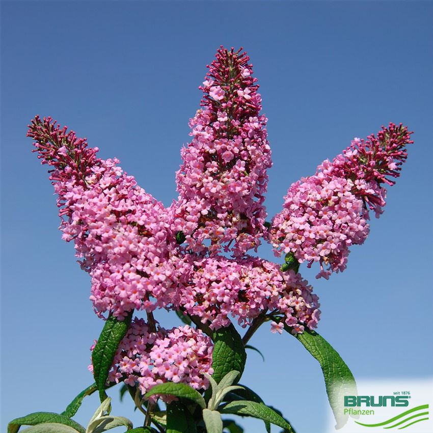 Buddleja 'Pink Delight' von Bruns Pflanzen