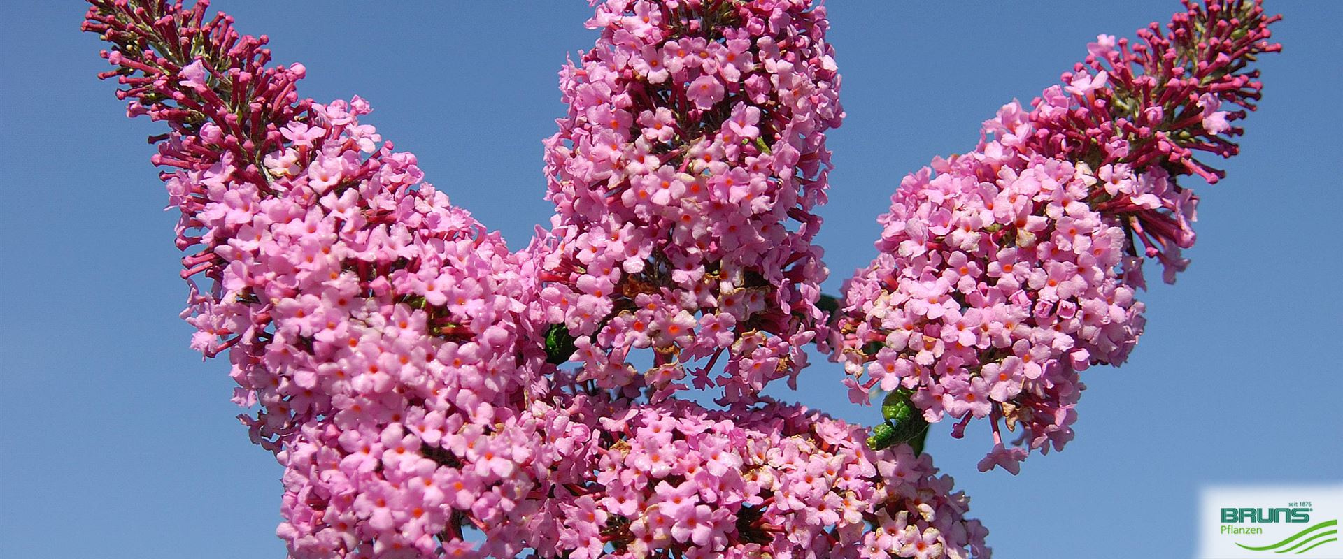 Buddleja 'Pink Delight' von Bruns Pflanzen