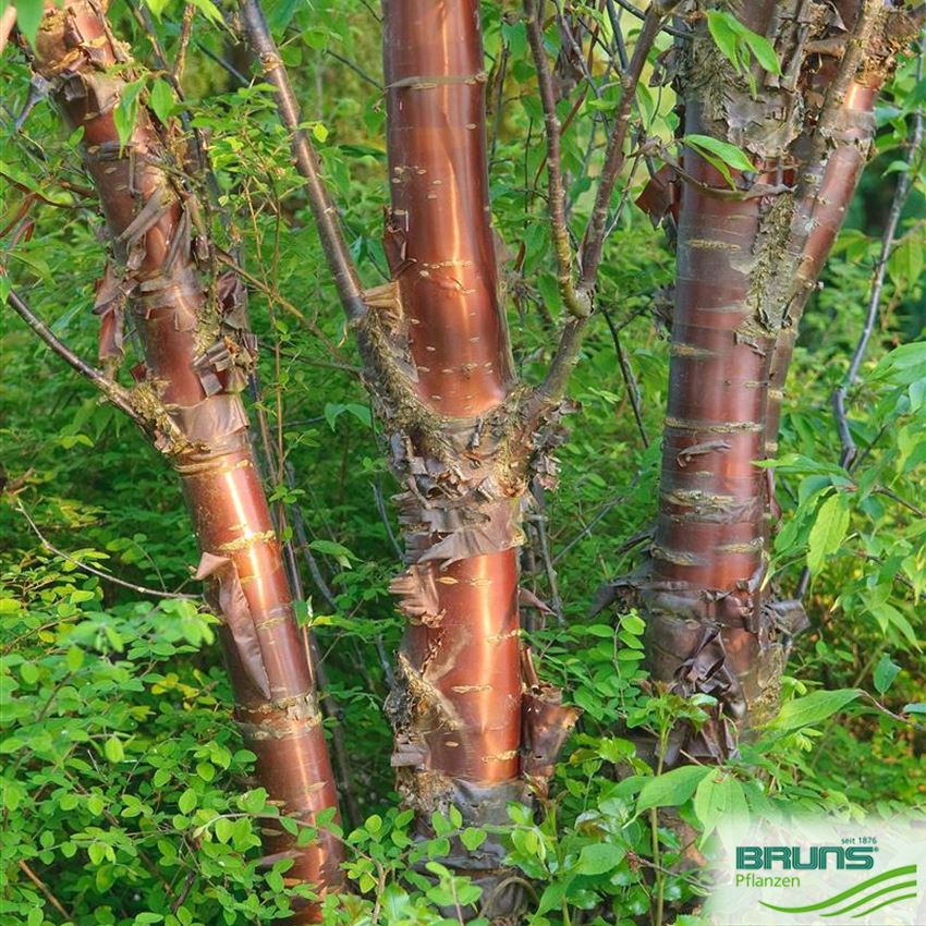 Prunus serrula, Birch bark cherry von Bruns Pflanzen