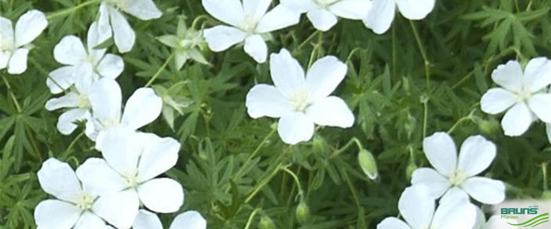 Geranium sanguineum 'Album' von Bruns Pflanzen