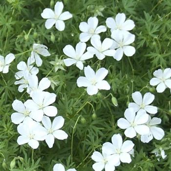 Geranium sanguineum 'Album' von Bruns Pflanzen