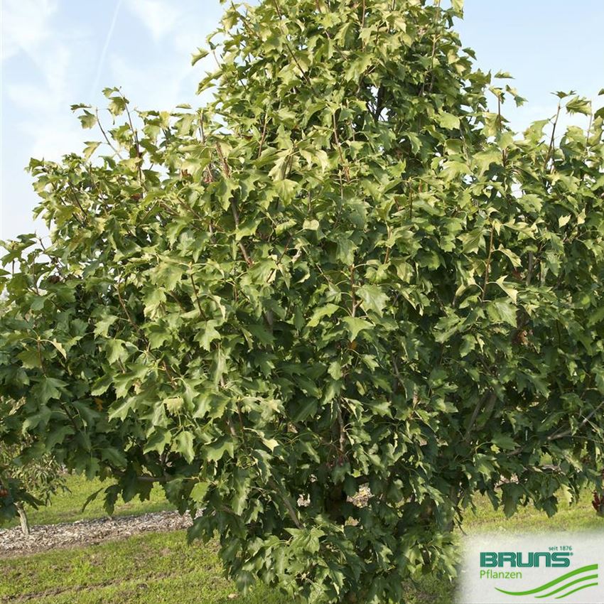 Sorbus torminalis, Elsbeere von Bruns Pflanzen