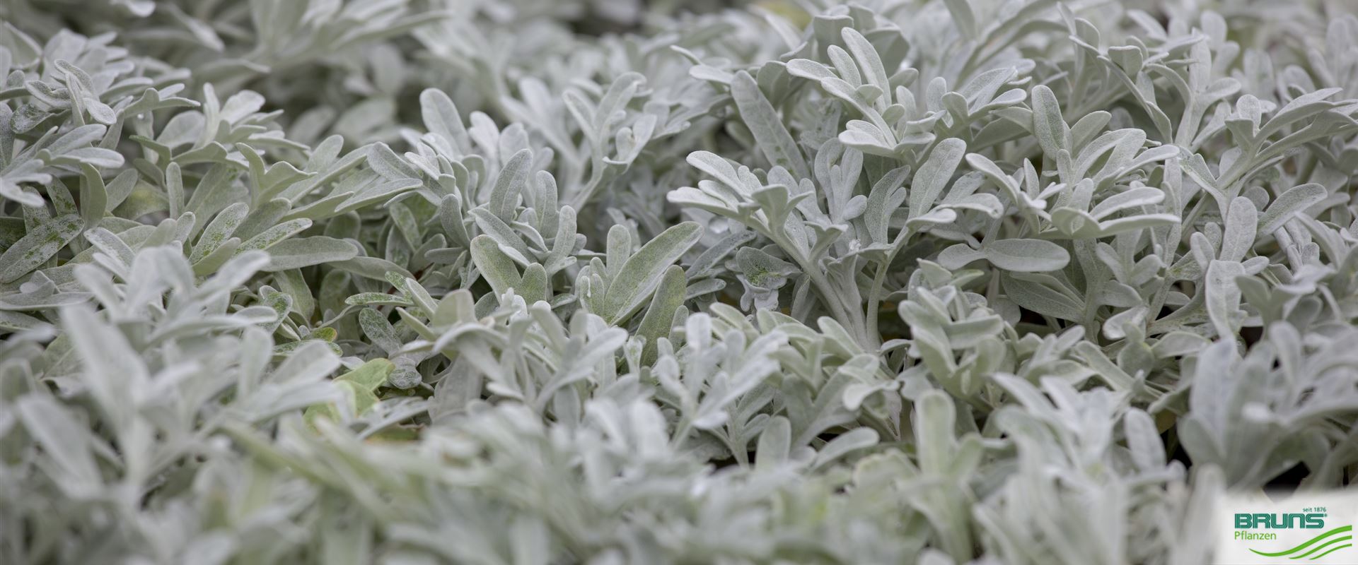 Artemisia stelleriana von Bruns Pflanzen