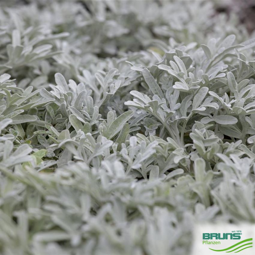 Artemisia stelleriana von Bruns Pflanzen