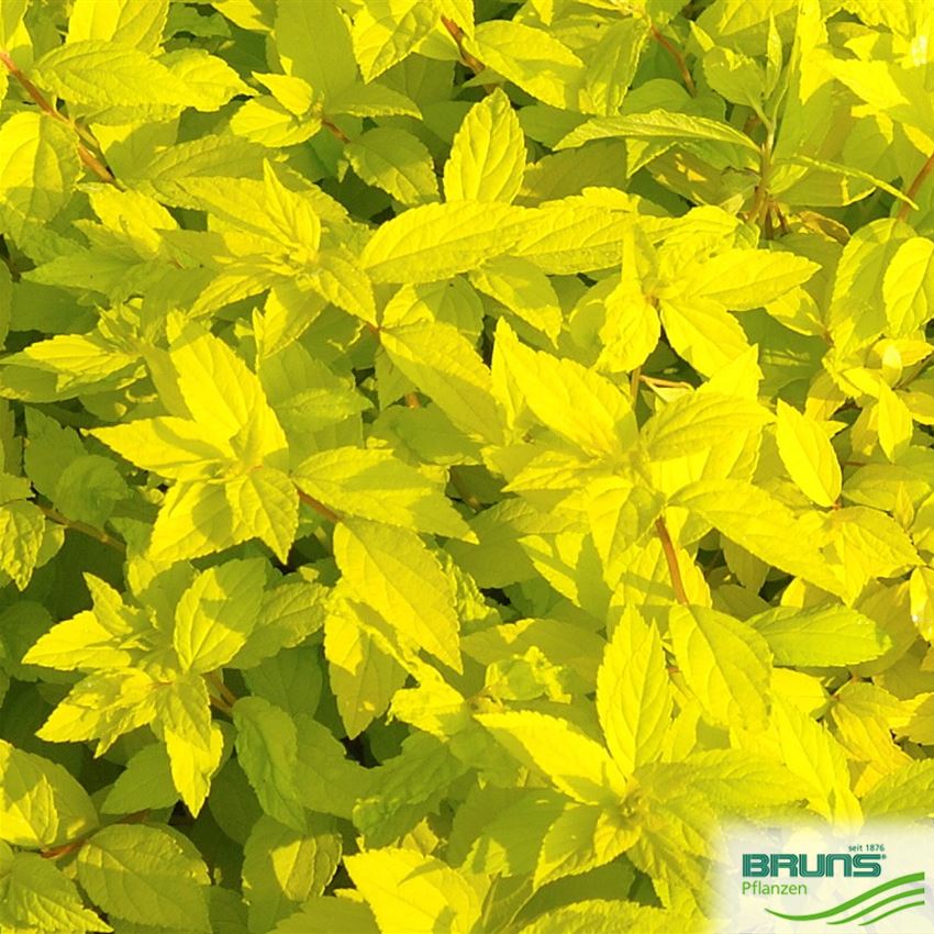 Spiraea japonica 'Golden Princess', Goldlaubige Japan-Spiere von Bruns ...