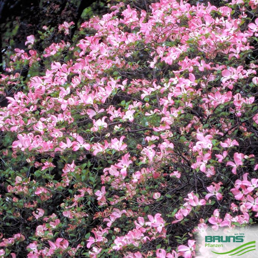 Cornus florida 'Rubra' von Bruns Pflanzen