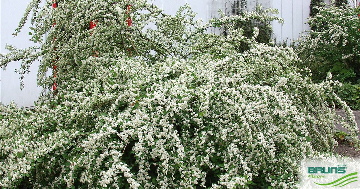 Cotoneaster multiflorus von Bruns Pflanzen