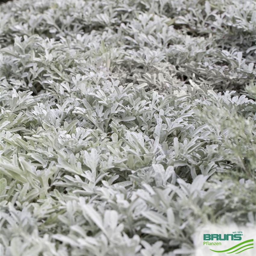 Artemisia stelleriana von Bruns Pflanzen