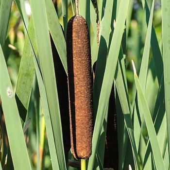 Typha angustifolia von Bruns Pflanzen