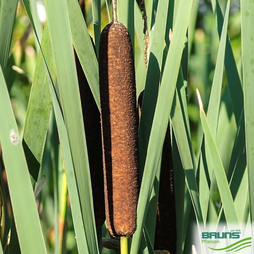 Typha angustifolia von Bruns Pflanzen