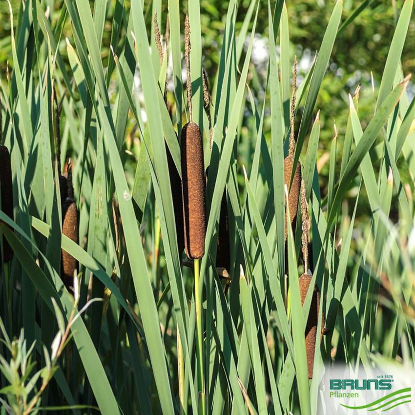 Typha angustifolia von Bruns Pflanzen