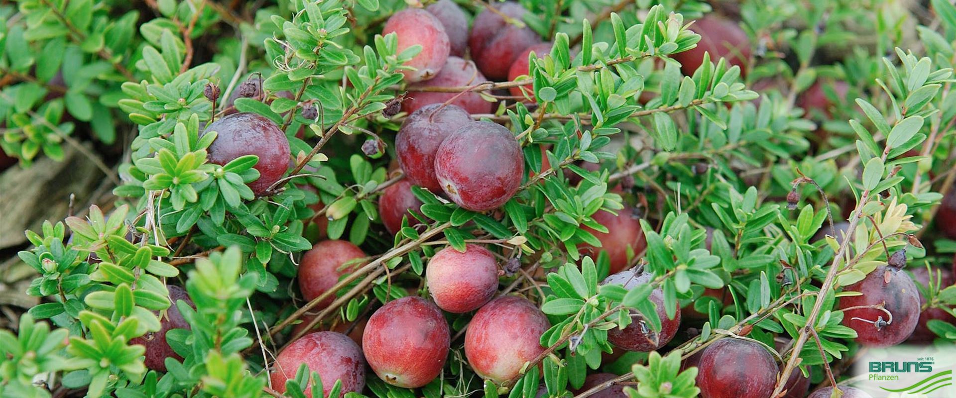 Vaccinium macrocarpon, Großfrüchtige Moosbeere von Bruns Pflanzen
