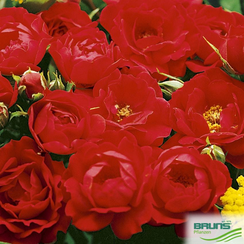 Beetrose 'Limesglut' (R) von Bruns Pflanzen