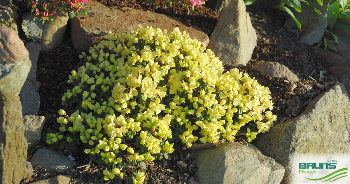 Rhododendron ludlowii 'Wren' von Bruns Pflanzen
