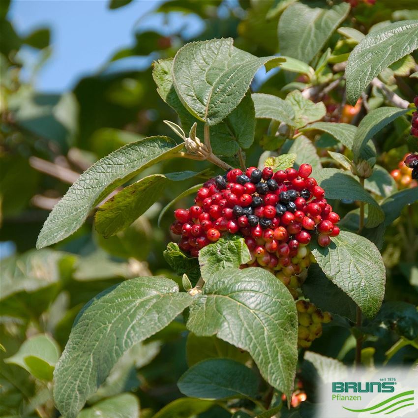 Viburnum lantana, Wayfaring tree von Bruns Pflanzen