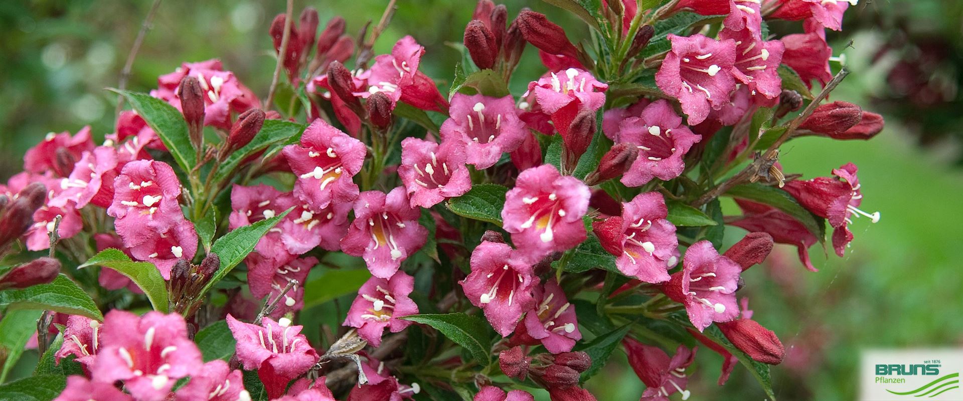 Weigela 'Newport Red' von Bruns Pflanzen