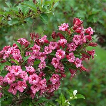 Weigela 'Newport Red' von Bruns Pflanzen