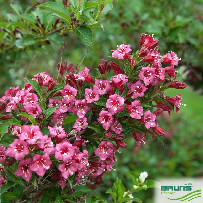 Weigela 'Newport Red' von Bruns Pflanzen