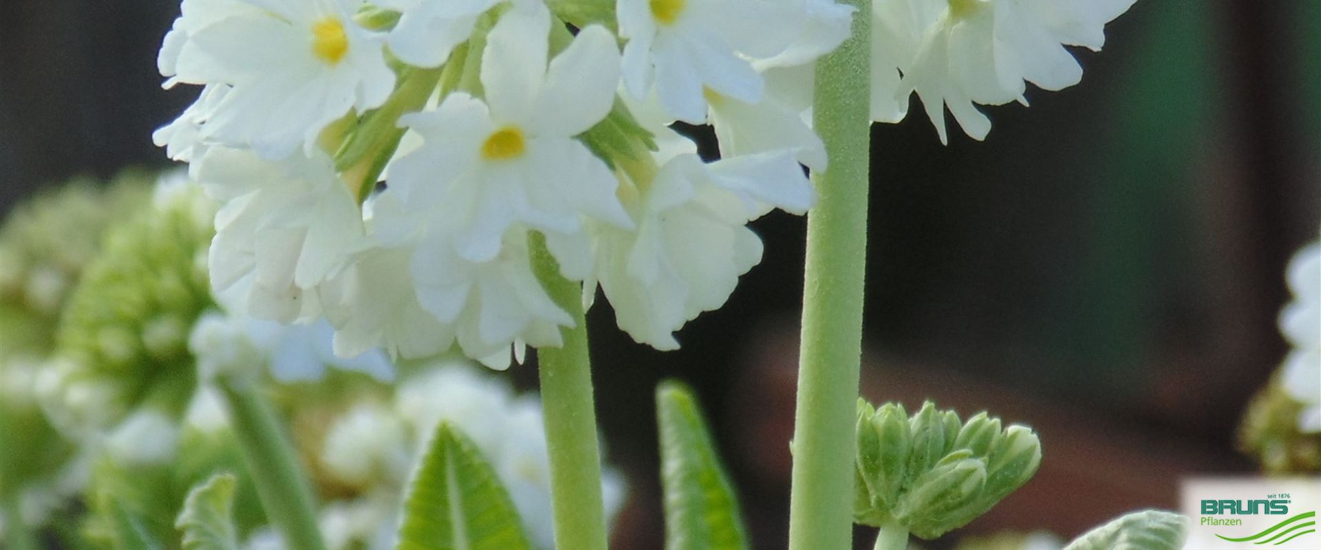 Primula denticulata 'Alba' von Bruns Pflanzen