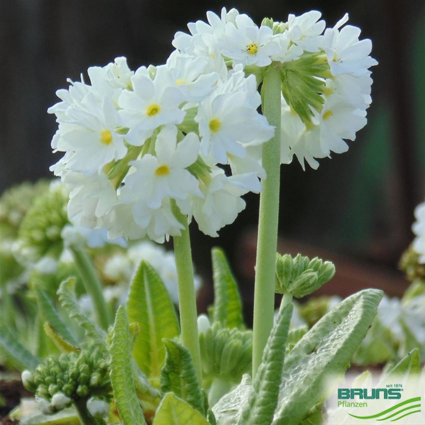 Primula denticulata 'Alba' von Bruns Pflanzen