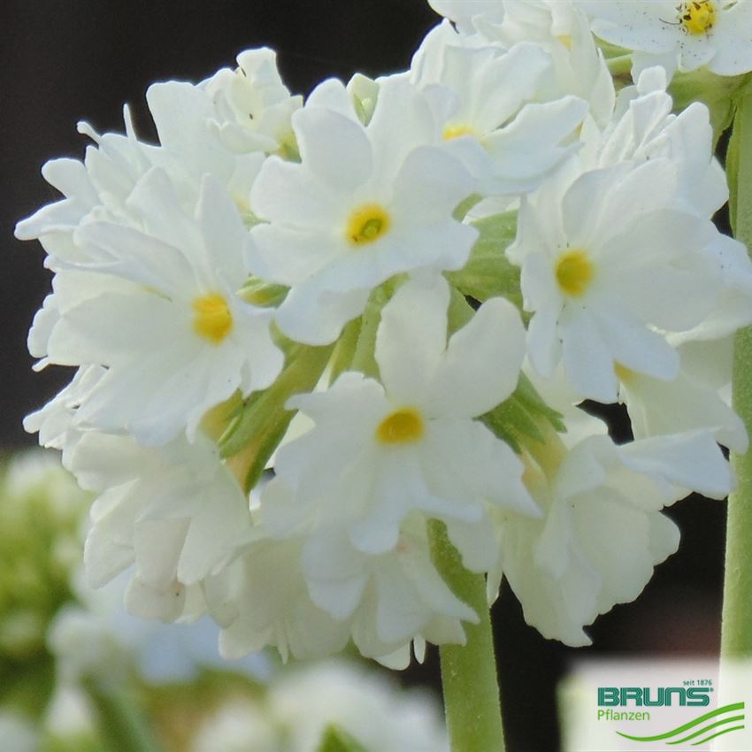 Primula denticulata 'Alba' von Bruns Pflanzen