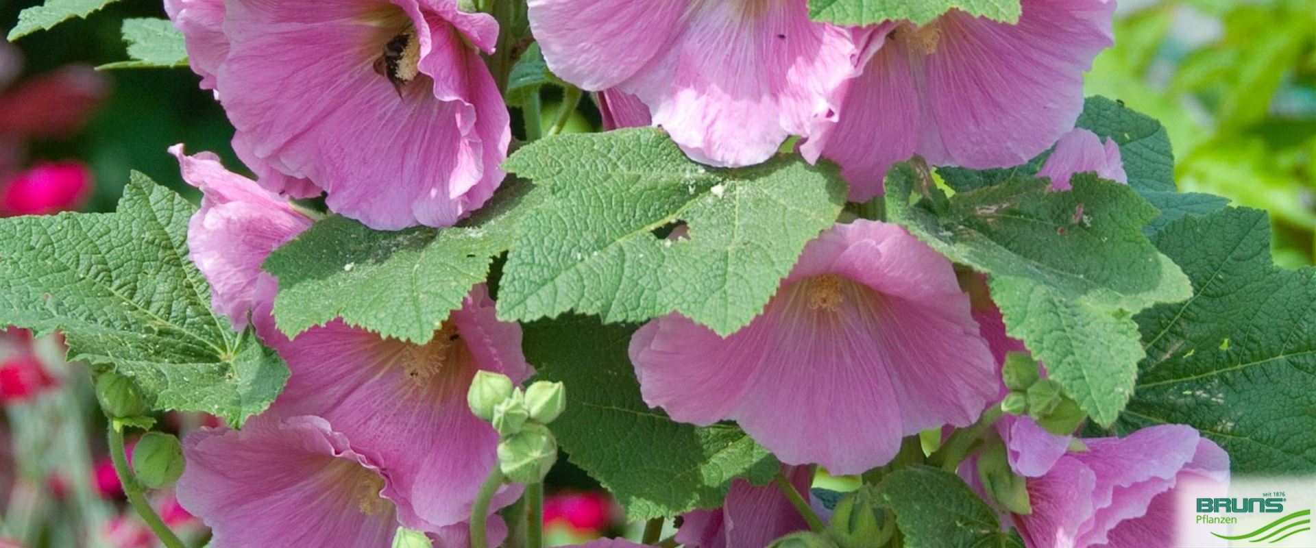 Alcea rosea von Bruns Pflanzen