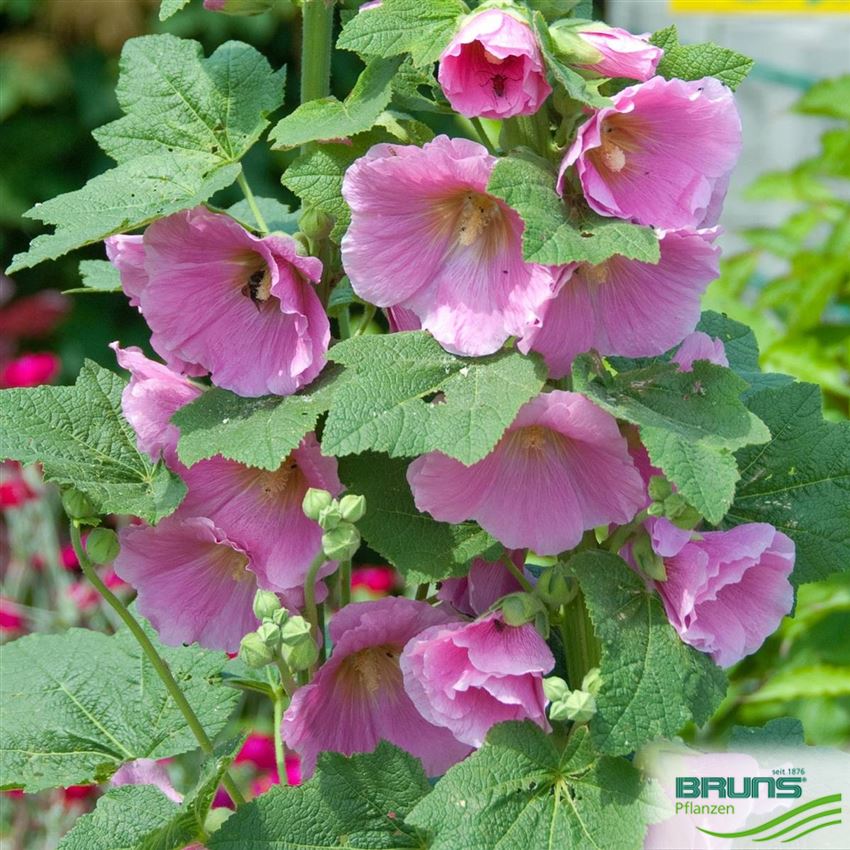 Alcea rosea von Bruns Pflanzen