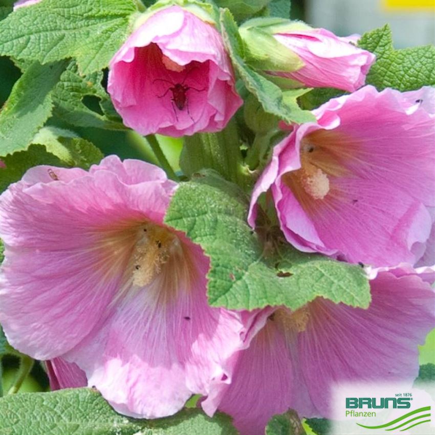 Alcea rosea von Bruns Pflanzen