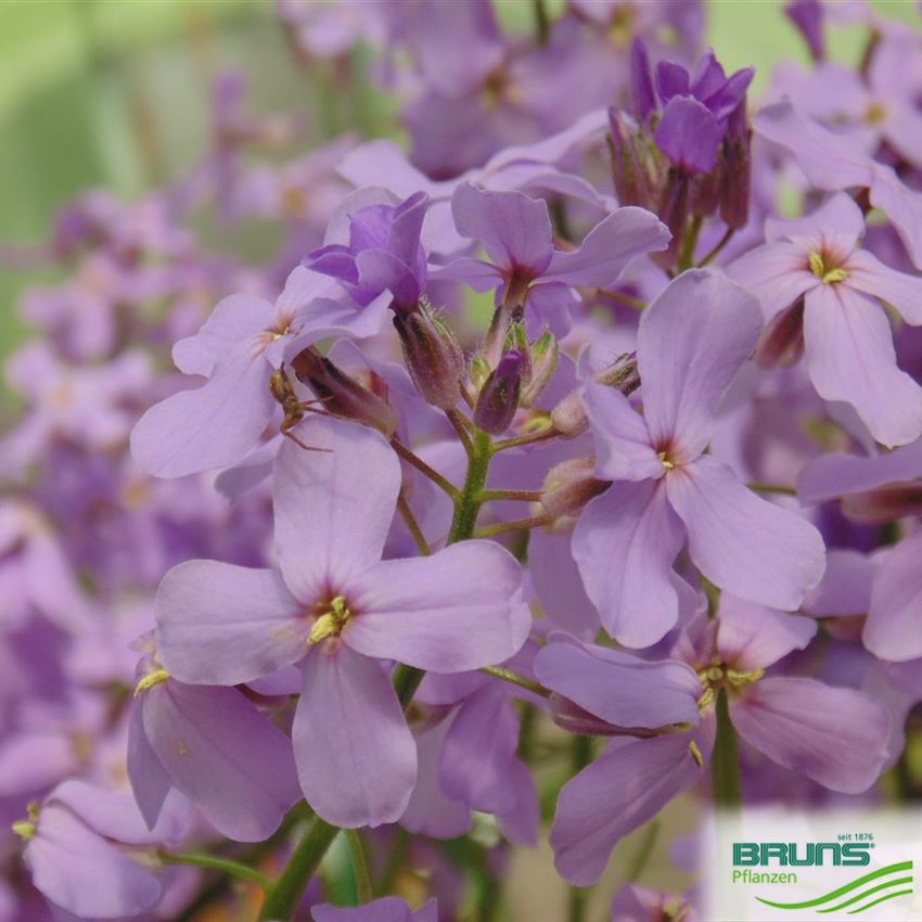 Hesperis matronalis von Bruns Pflanzen
