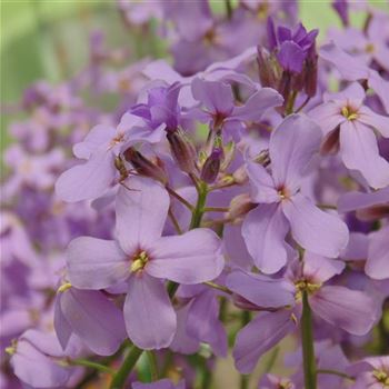 Hesperis matronalis von Bruns Pflanzen