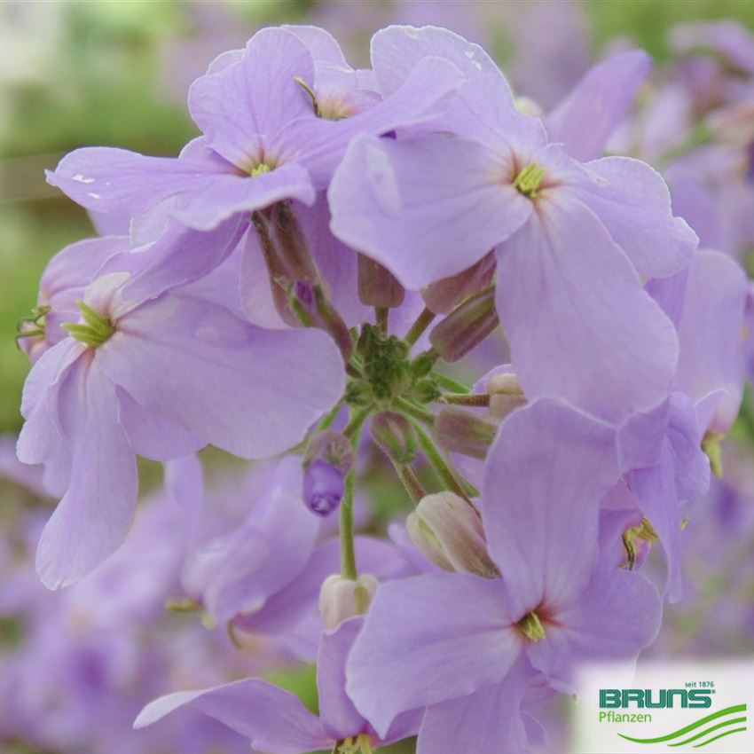 Hesperis matronalis von Bruns Pflanzen
