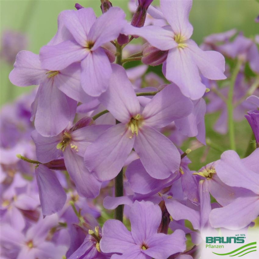 Hesperis matronalis von Bruns Pflanzen