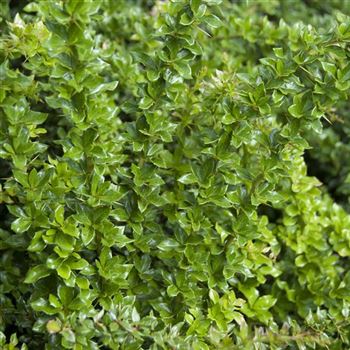 Berberis verruculosa, Warty barberry von Bruns Pflanzen