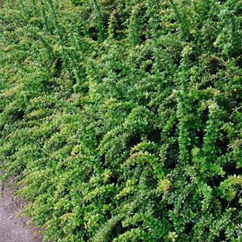 Berberis verruculosa, Warty barberry von Bruns Pflanzen