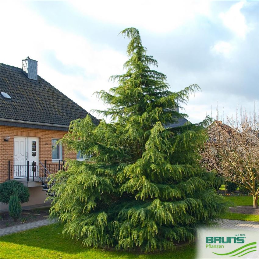 Cedrus deodara, Deodara von Bruns Pflanzen
