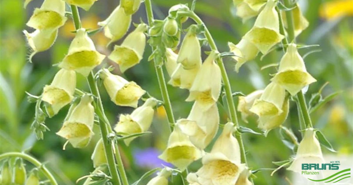 Digitalis lutea von Bruns Pflanzen