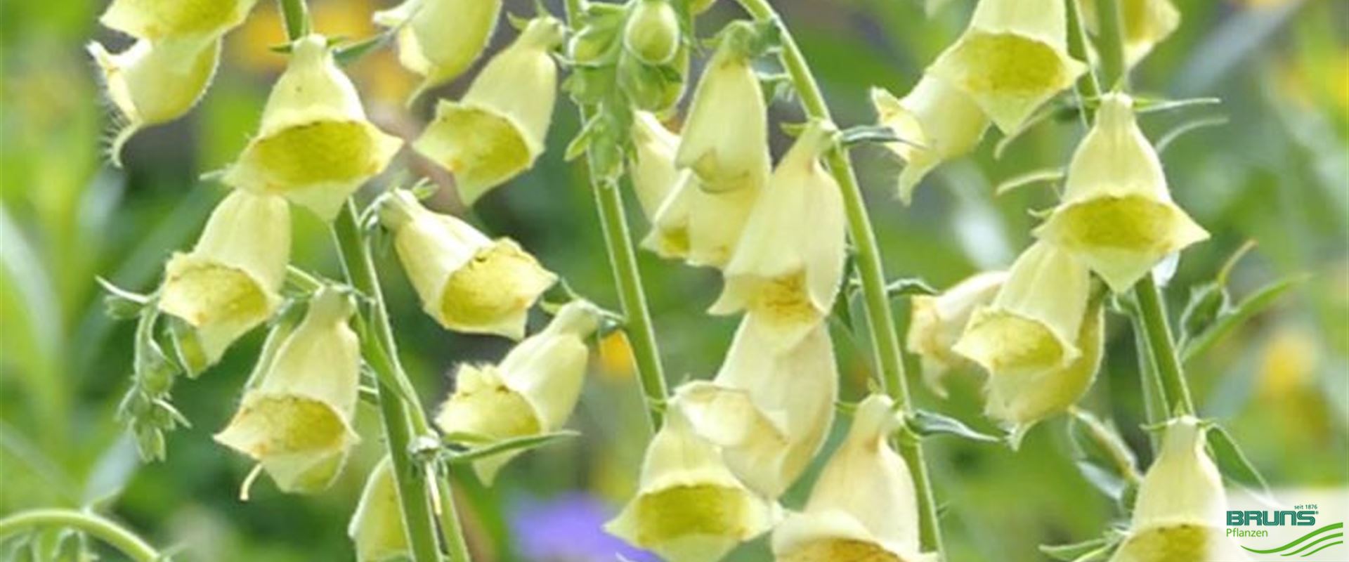 Digitalis lutea von Bruns Pflanzen