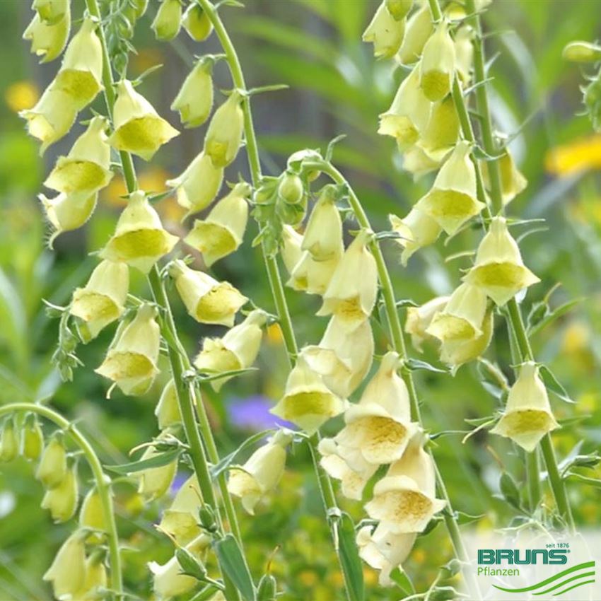 Digitalis lutea von Bruns Pflanzen