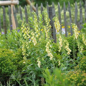 Digitalis lutea von Bruns Pflanzen