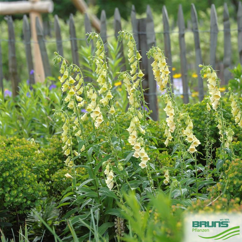 Digitalis lutea von Bruns Pflanzen