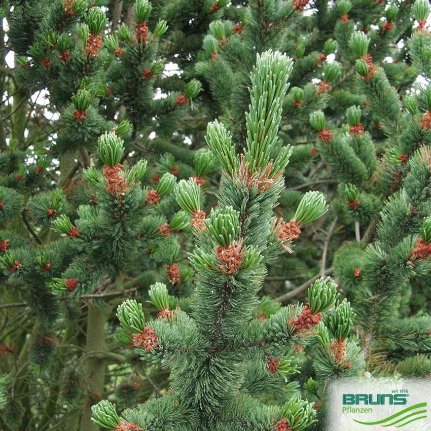 Pinus aristata, Bristlecone pine von Bruns Pflanzen