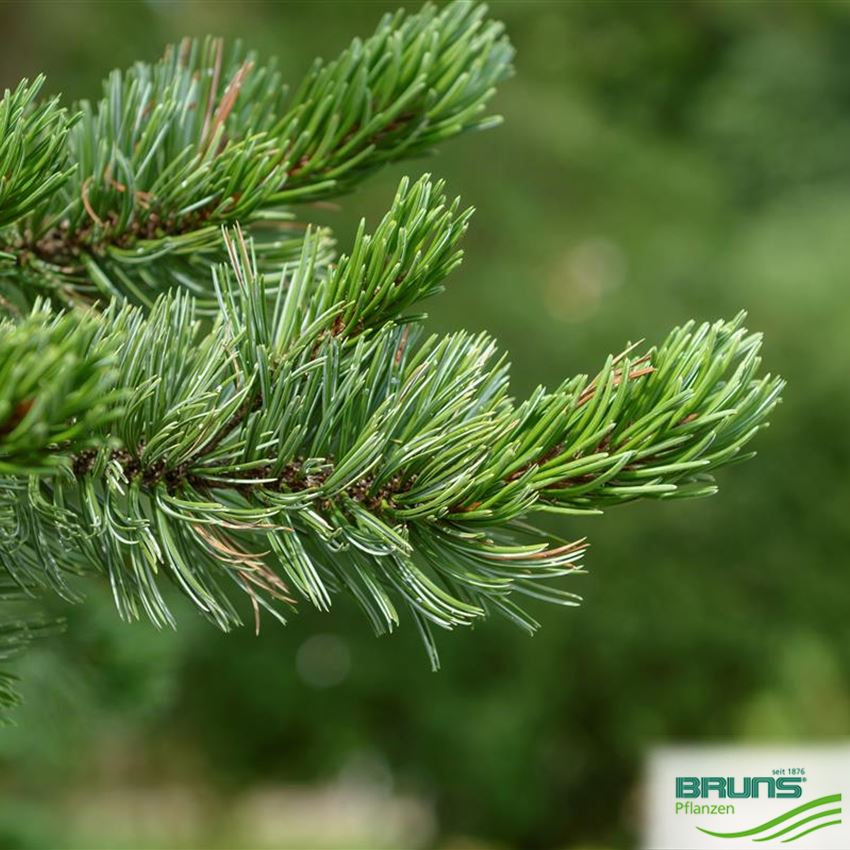 Pinus aristata, Bristlecone pine von Bruns Pflanzen