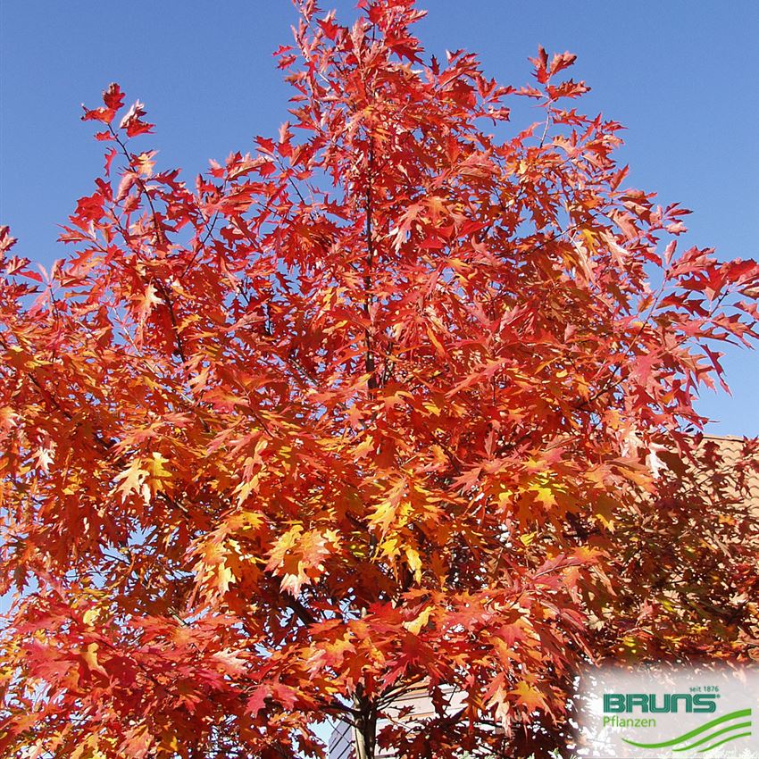 Quercus rubra, Red oak von Bruns Pflanzen