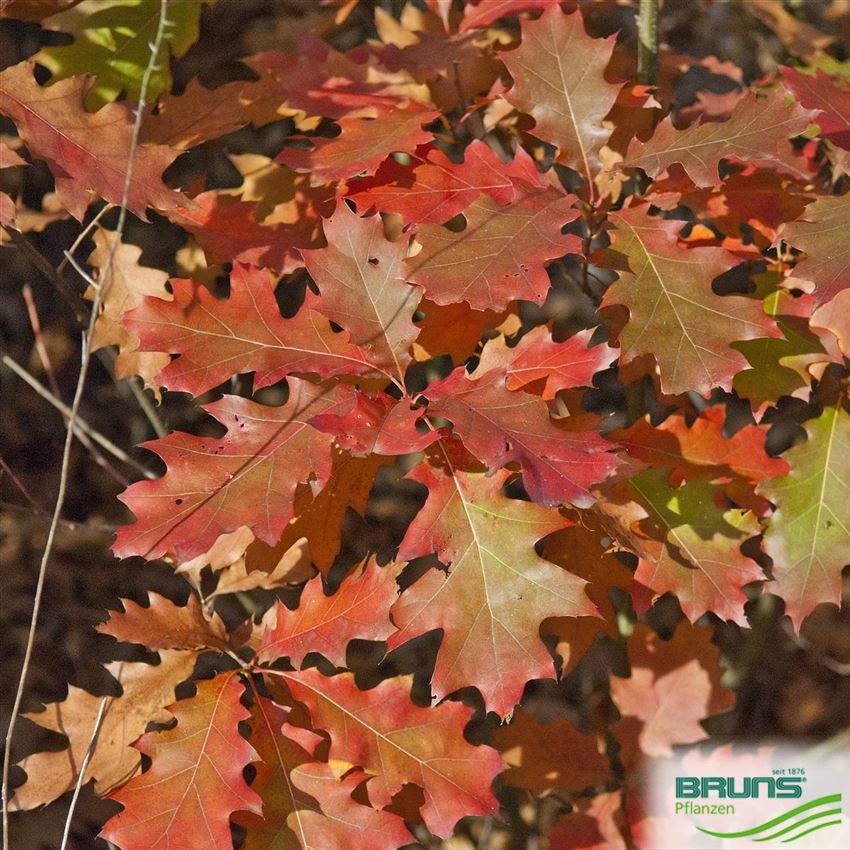 Quercus rubra, Red oak von Bruns Pflanzen