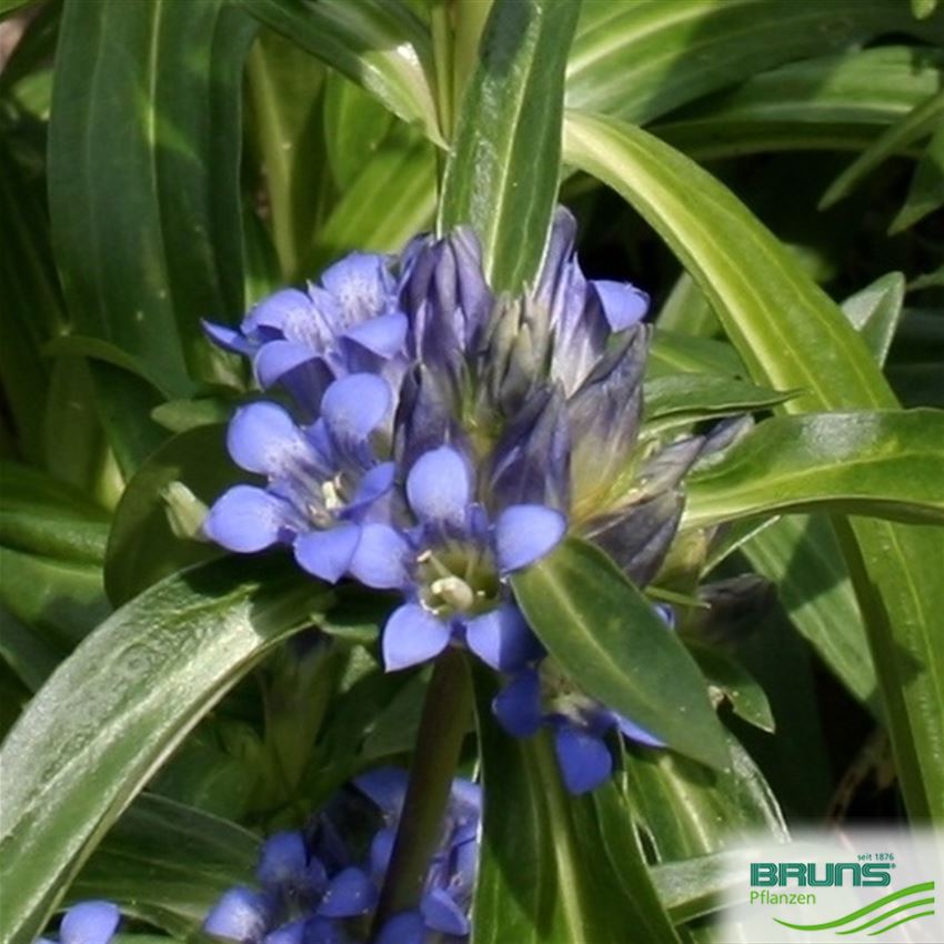 Gentiana cruciata ssp. cruciata, Cross Gentian von Bruns Pflanzen