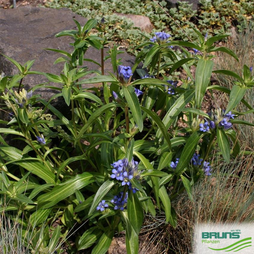 Gentiana cruciata ssp. cruciata, Cross Gentian von Bruns Pflanzen