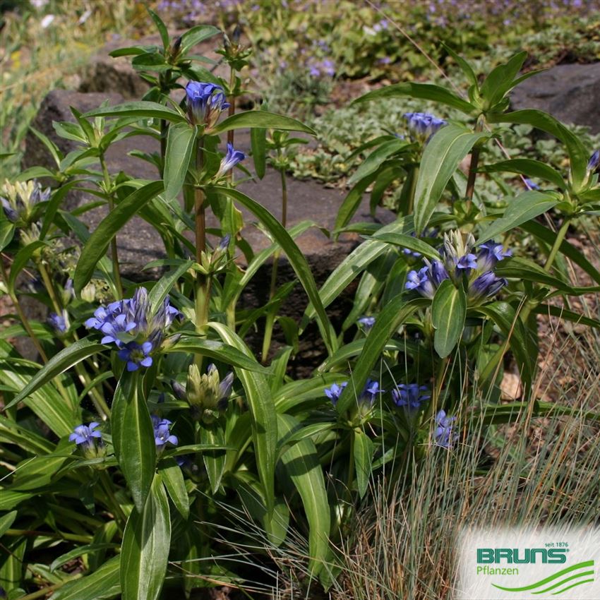 Gentiana cruciata ssp. cruciata, Cross Gentian von Bruns Pflanzen